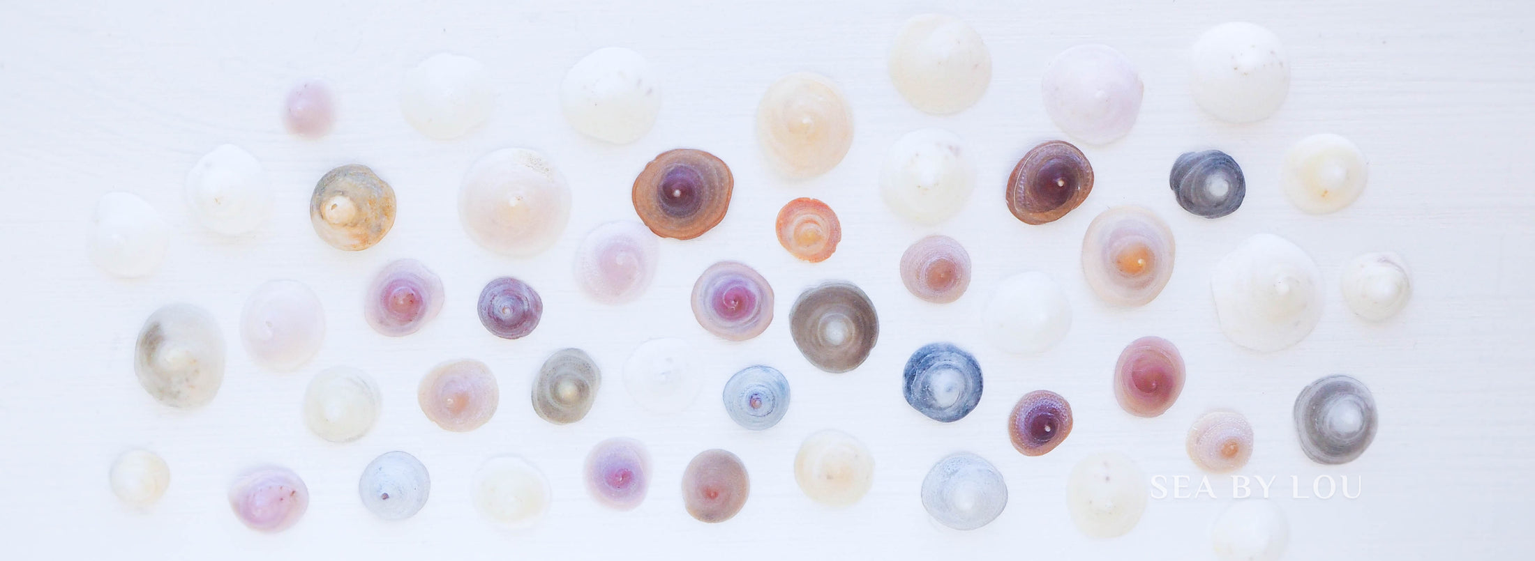 Chinese Hat Shell || Calyptrae Chinensis – Seabylou