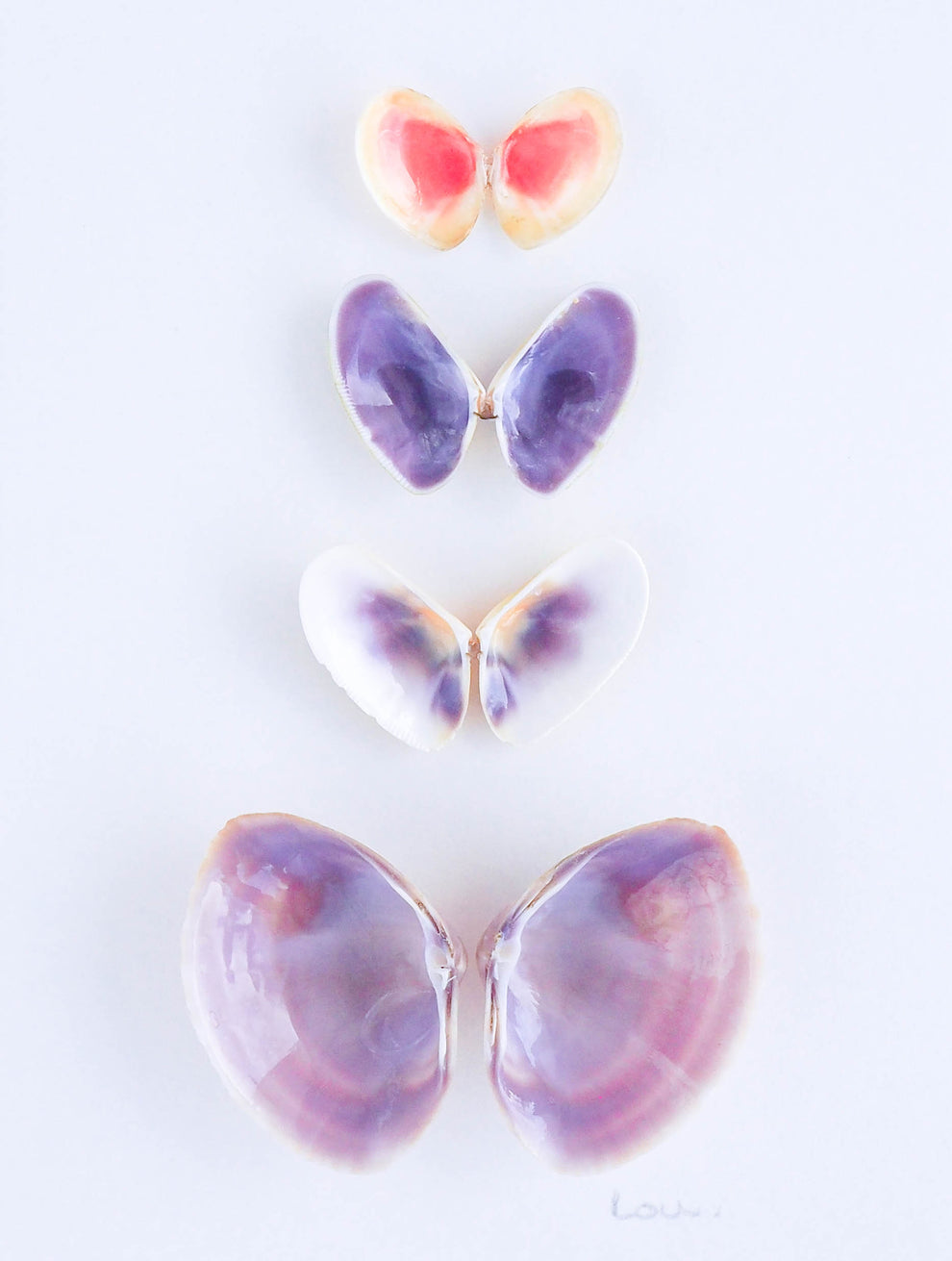 Seashell Butterfly Coastal Art Purple Pink ~ Sea by Lou – Seabylou