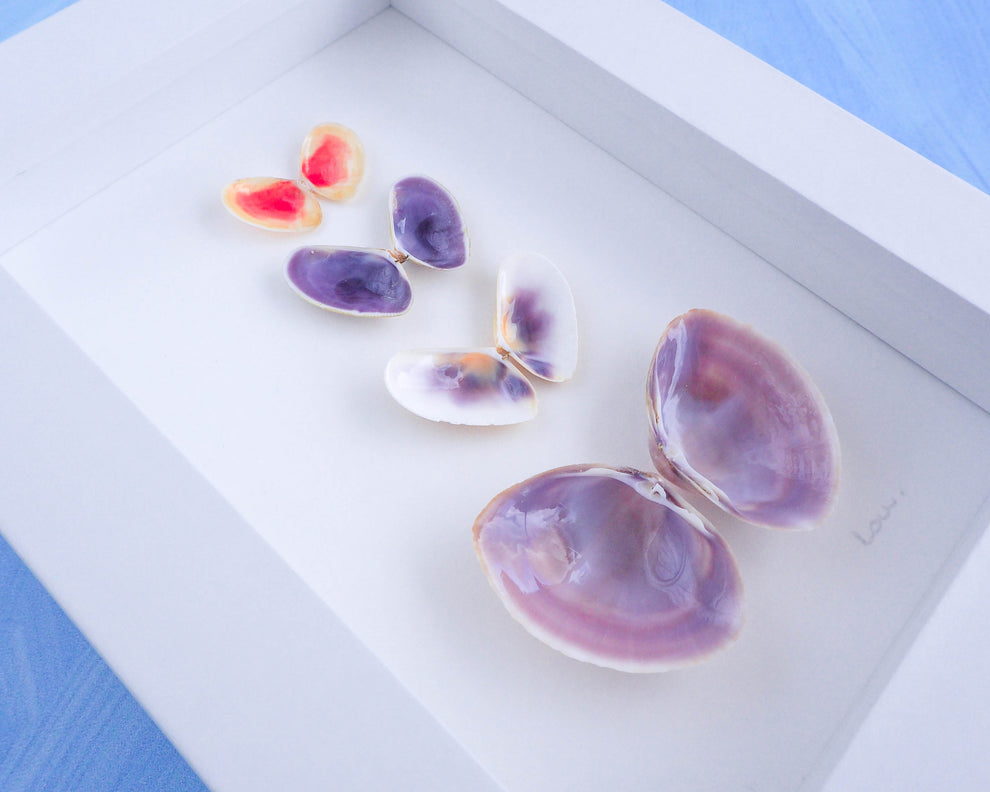 Seashell Butterfly Coastal Art Purple Pink ~ Sea by Lou – Seabylou